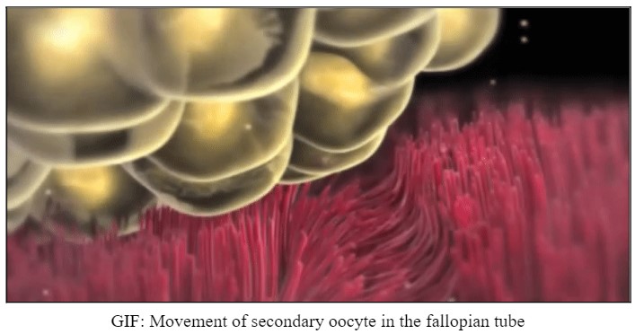 Fertilization Definition, Significance, Mechanism & Implantation | AESL