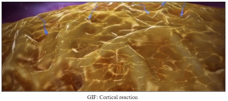 Fertilization Definition, Significance, Mechanism & Implantation | AESL