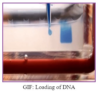 Agarose Gel Electrophoresis: Definition, Steps & Preparation | AESL