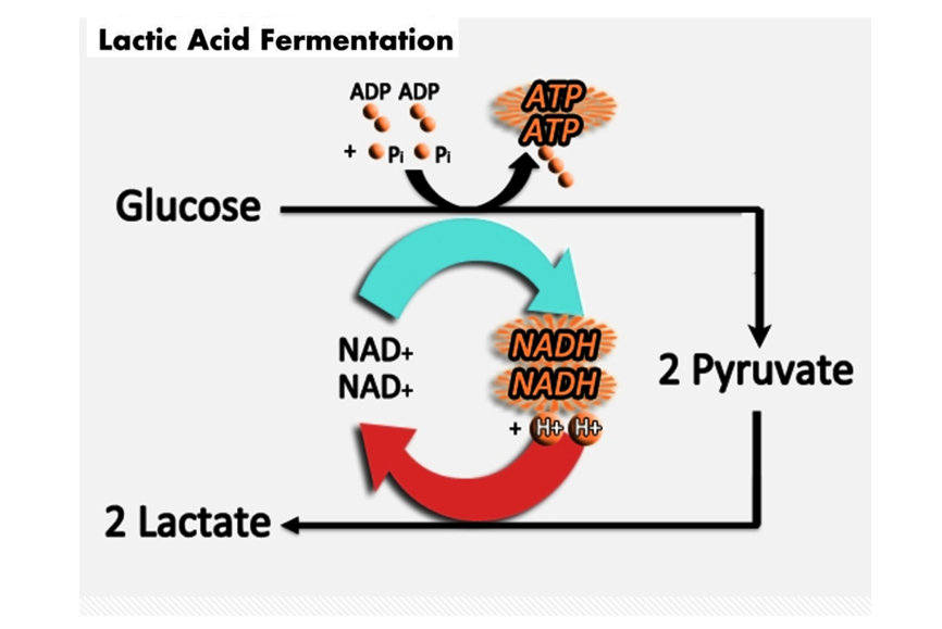 anaerobic respiration fermentation in biology: Definition, Types and ...