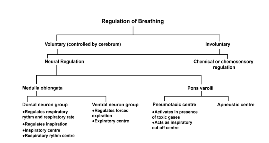 What are regulation of respiration? Definition, Types and Importance ...