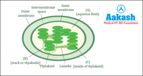 Photosynthesis Chloroplast: Location, Mesophyll cells & Resonance ...