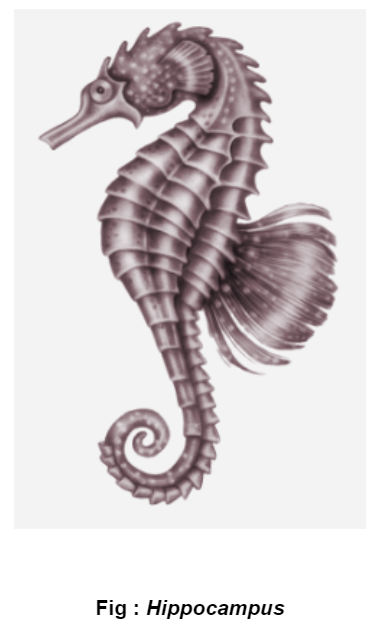 superclass pisces in biology: Definition, Types and Importance | AESL