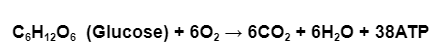 respiration and its types in biology: Definition, Types and Importance ...