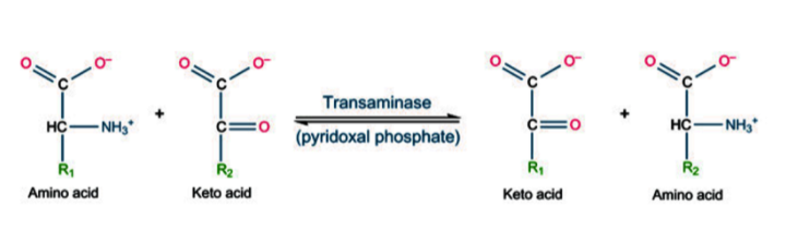 respiration and its types in biology: Definition, Types and Importance ...
