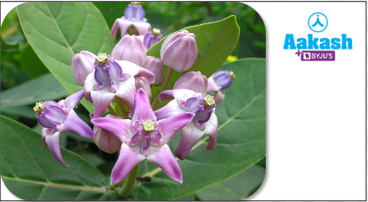 Angiosperms Meaning, Life Cycle & Classification | AESL