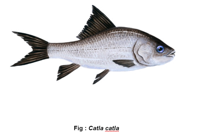 superclass pisces in biology: Definition, Types and Importance | AESL