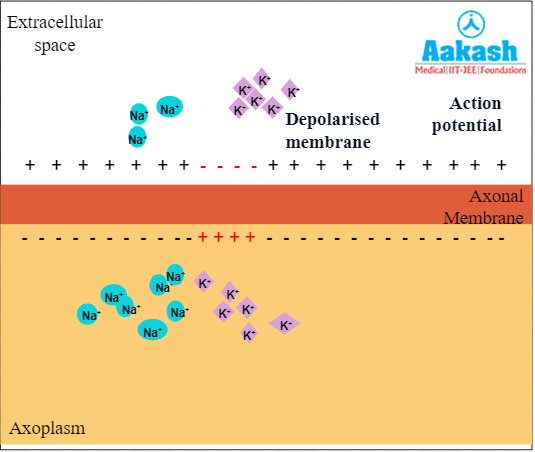 Synapse: Meaning, Types & Transmission of Impulse | AESL