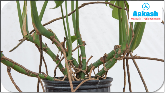 Root: Definition, Explanation, Characteristic features & Types | AESL