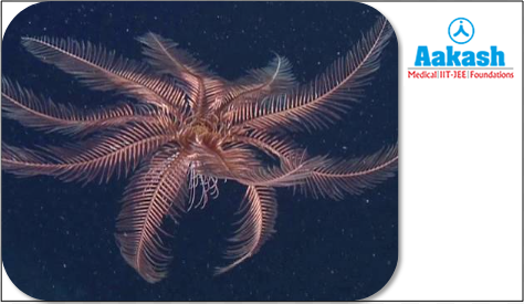 Phylum Echinodermata: Characteristics, Classification & Examples | AESL