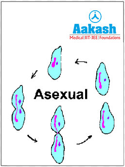 Protista: Definition, Reproduction, Protist metabolism & Habitat | AESL