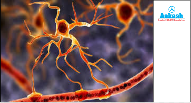Neural Tissue Diagram, Function, Neuroglial Cells & Nervous System | AESL