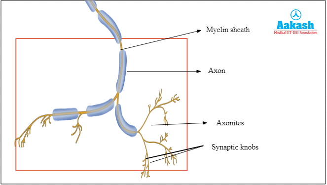 Neural Tissue Diagram, Function, Neuroglial Cells & Nervous System | AESL