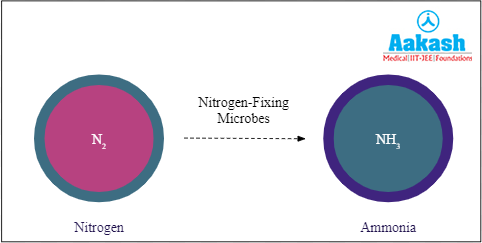 Symbiosis: Types, Nitrogen Fixation, Ecological Importance, Practice ...