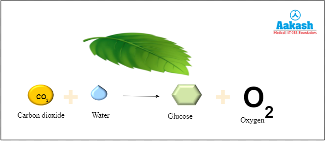 Nutrient cycle: Definition, Types, Examples & Carbon cycle | AESL