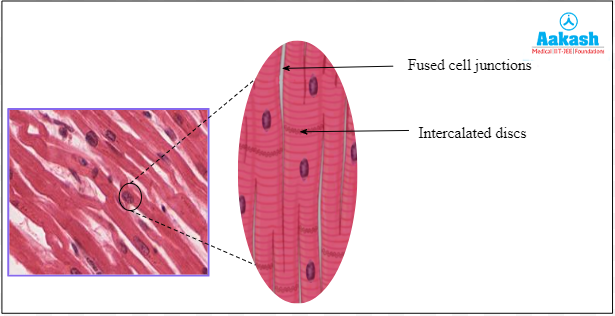 Muscle Tissue: Types, Structure, Functions & Properties | AESL