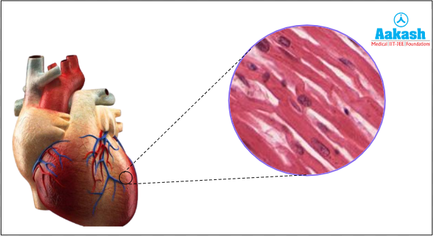Muscle Tissue: Types, Structure, Functions & Properties | AESL