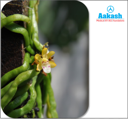 Root: Definition, Explanation, Characteristic features & Types | AESL