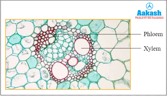 Plant Vascular System, Vascular Bundles Types & Differences | AESL