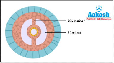 Phylum Echinodermata: Characteristics, Classification & Examples | AESL