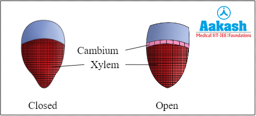 Plant Vascular System, Vascular Bundles Types & Differences | AESL