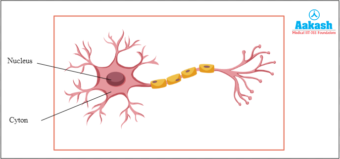 Neural Tissue Diagram, Function, Neuroglial Cells & Nervous System | AESL
