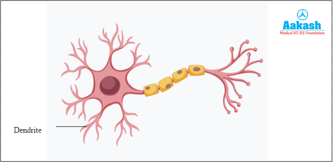 Neural Tissue Diagram, Function, Neuroglial Cells & Nervous System | AESL