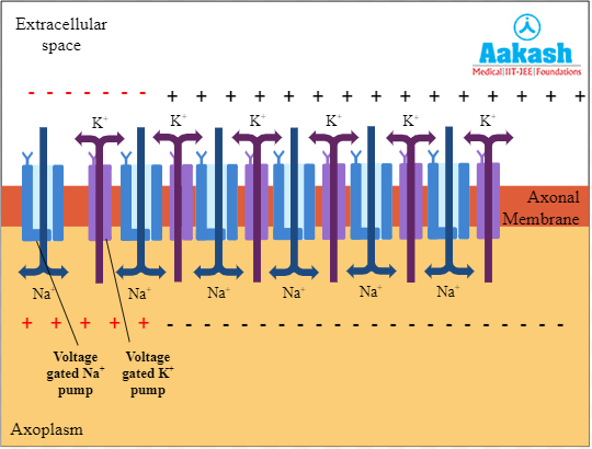 Synapse: Meaning, Types & Transmission of Impulse | AESL