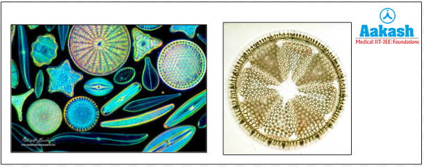 Plant like Protists: Characteristics & Examples | AESL