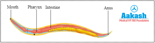 Phylum Aschelminthes: Examples, Characteristics & Classification | AESL