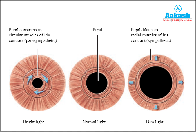Eye: Structure, Location, Protection & Mechanism of vision | AESL
