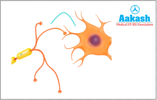Synapse: Meaning, Types & Transmission of Impulse | AESL