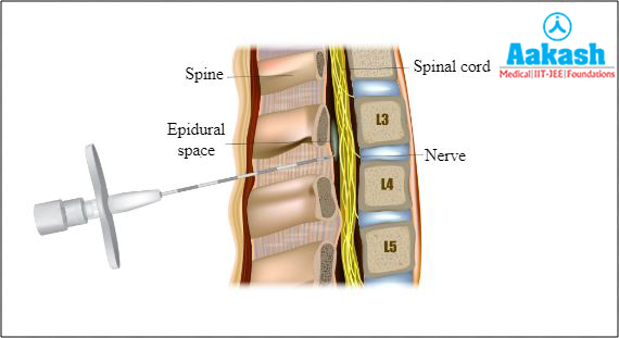 Spinal Cord: Structure, Anatomy, Functions, Injuries, Common Disorders ...