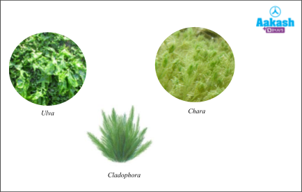 Taxonomic Hierarchy Definition & Taxonomic Categories Formation | AESL