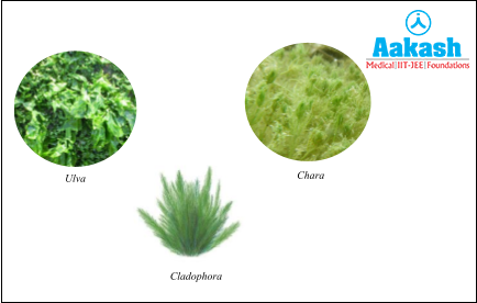 Taxonomic Hierarchy Definition & Taxonomic Categories Formation | AESL