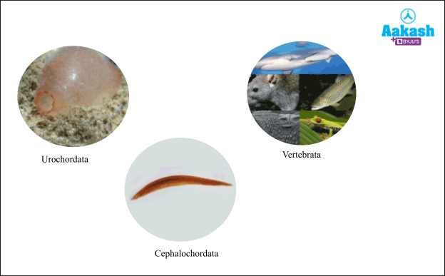 Taxonomic Hierarchy Definition & Taxonomic Categories Formation | AESL