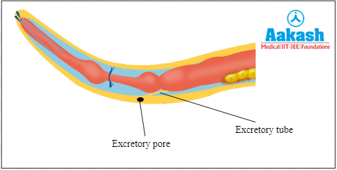 Phylum Aschelminthes: Examples, Characteristics & Classification | AESL