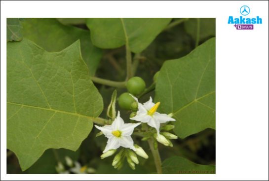 Taxonomic Hierarchy Definition & Taxonomic Categories Formation | AESL