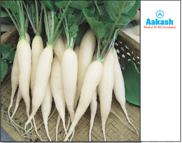 Roots: Function, Modifications & Examples | AESL