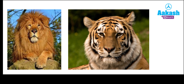 Taxonomic Hierarchy Definition & Taxonomic Categories Formation | AESL