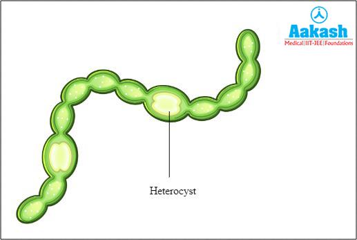 Symbiosis: Types, Nitrogen Fixation, Ecological Importance, Practice ...