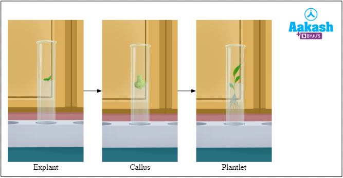 Tissue Culture: Definition, Steps, Applications & Micropropagation | AESL
