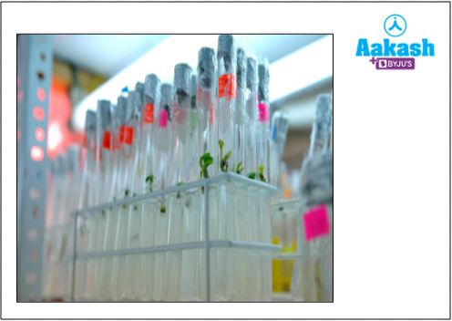 Tissue Culture: Definition, Steps, Applications & Micropropagation | AESL