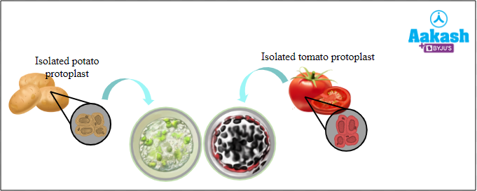 Tissue Culture: Definition, Steps, Applications & Micropropagation | AESL