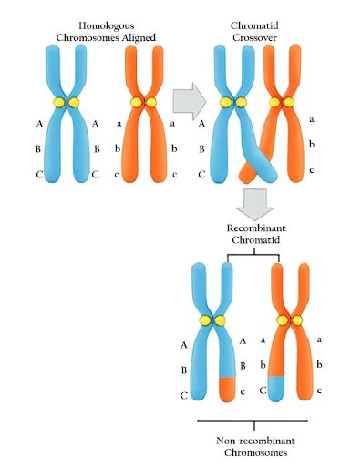Linkage and Crossing Over: Definition, Types & Differences | AESL