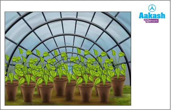 Tissue Culture: Definition, Steps, Applications & Micropropagation | AESL
