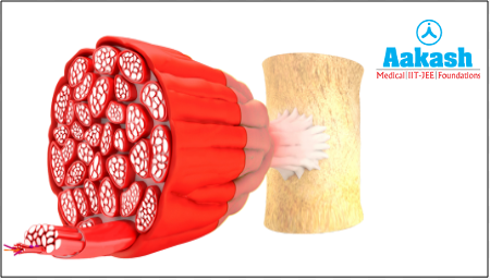 Muscle Tissue: Types, Structure, Functions & Properties | AESL