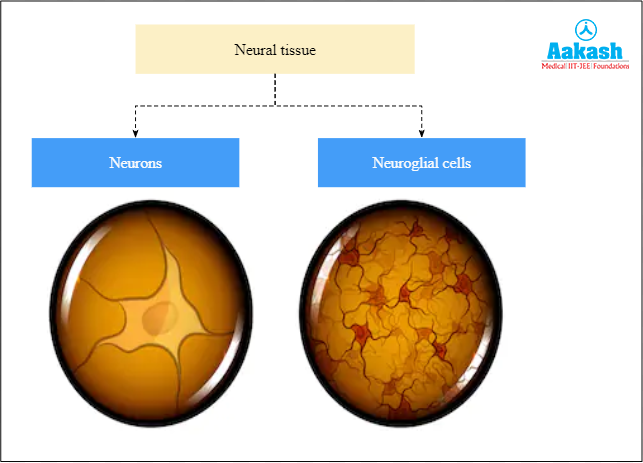 Neural Tissue Diagram, Function, Neuroglial Cells & Nervous System | AESL
