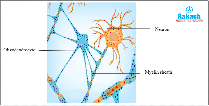 Neural Tissue Diagram, Function, Neuroglial Cells & Nervous System | AESL