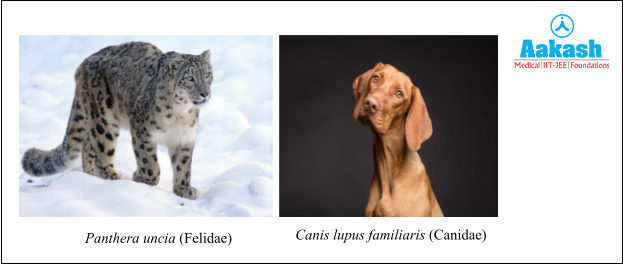 Taxonomic Hierarchy Definition & Taxonomic Categories Formation | AESL
